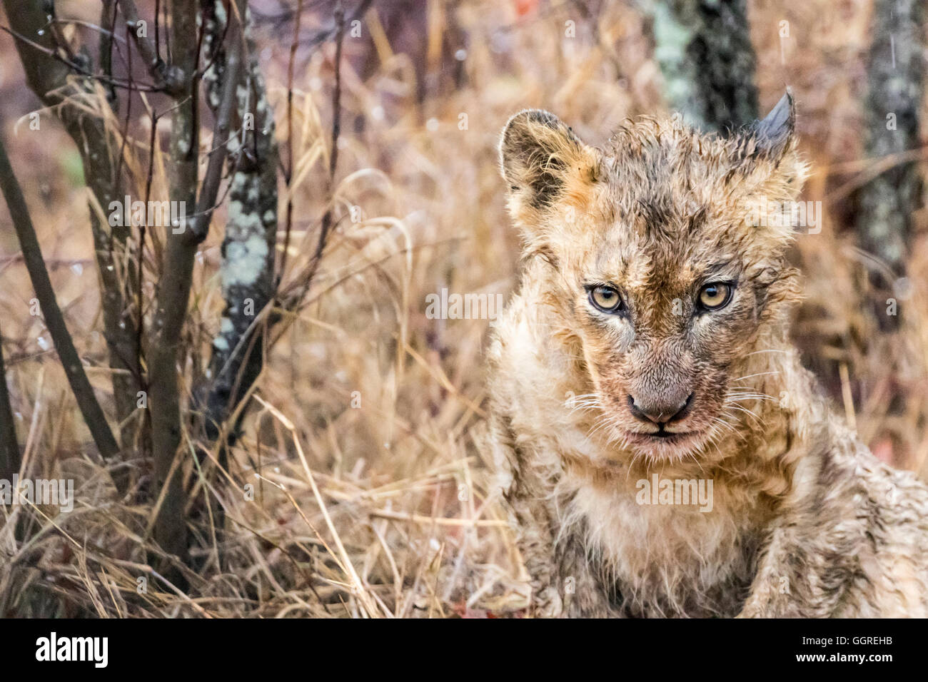 Lion In Rain Stock Photos & Lion In Rain Stock Images - Alamy