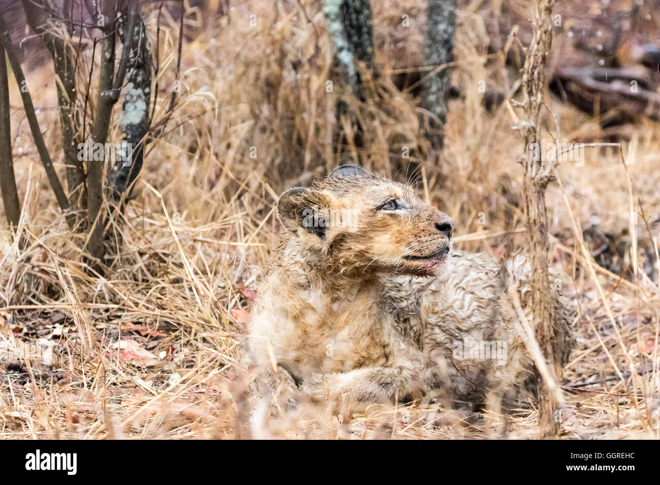 Young lion cub in the rain at Exeter Private Game Reserve, Sabi Sands ...