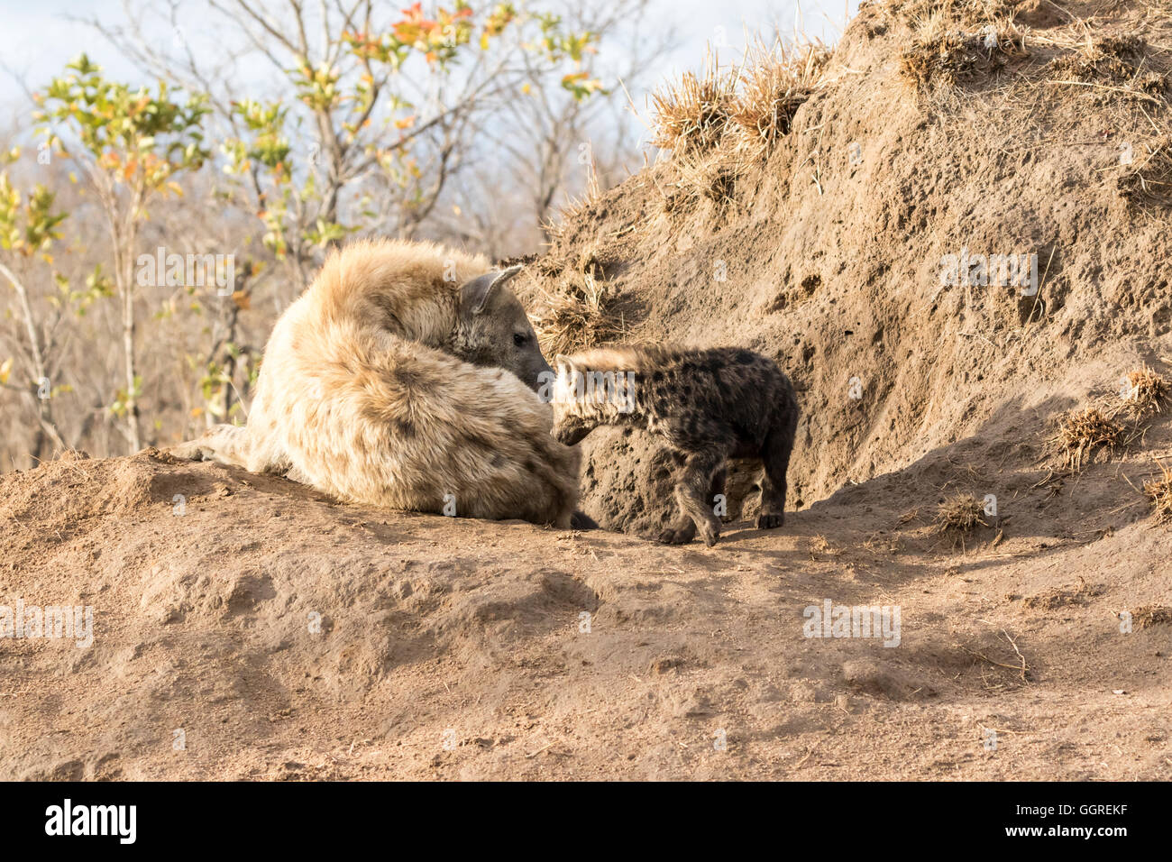 Female spotted hyena hi-res stock photography and images - Alamy