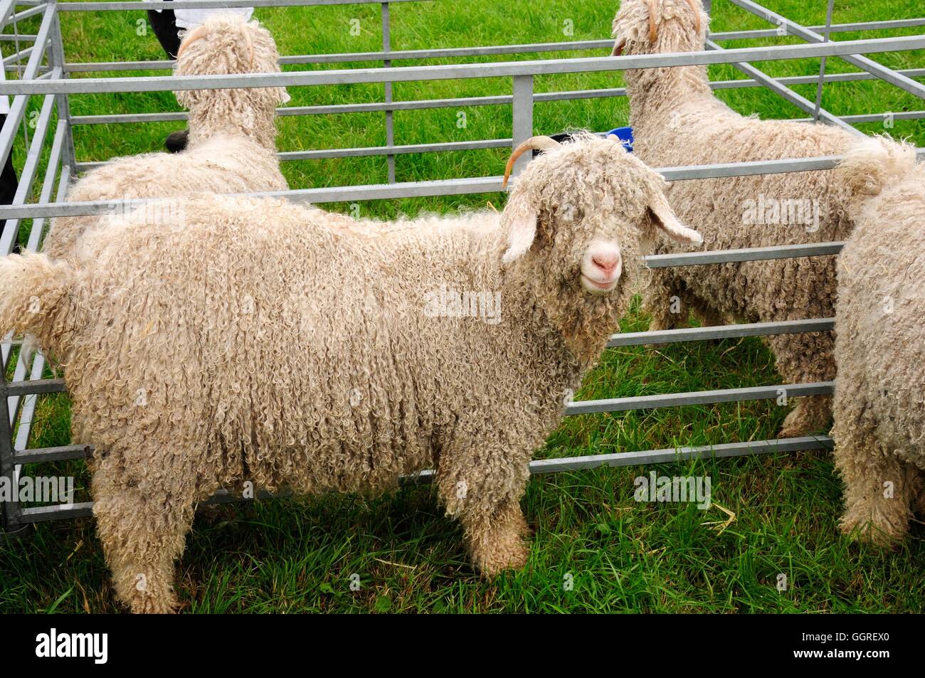 Angora goats hi-res stock photography and images - Alamy