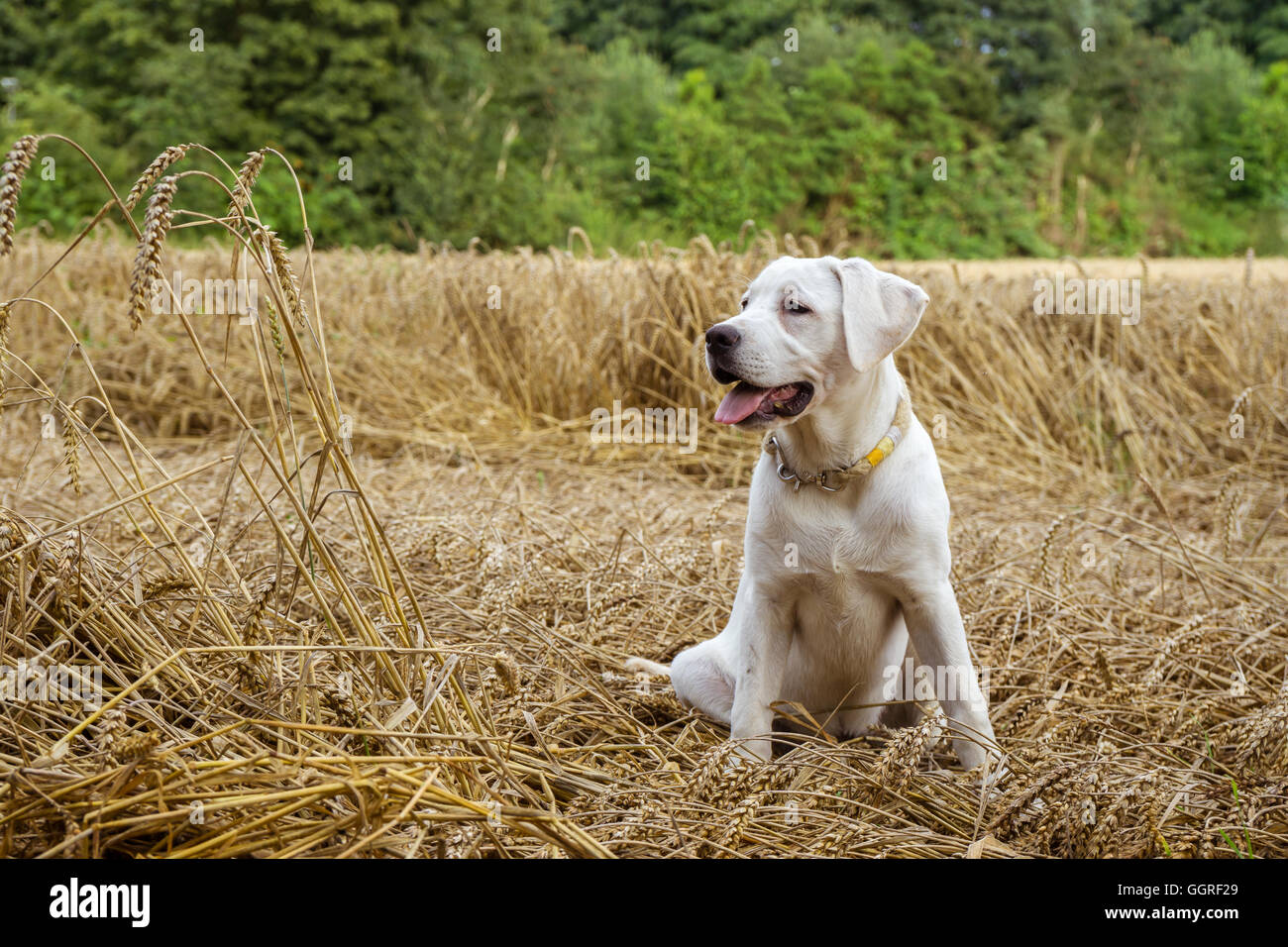 Young purebred labrador dog puppy lying in a field on straw while the ...