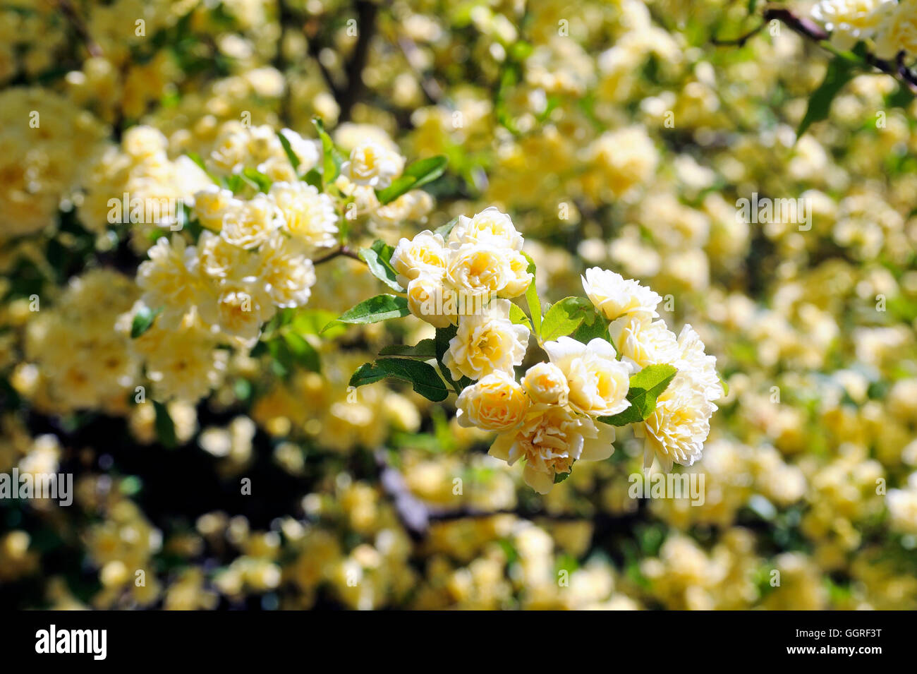 stone house in the Cevennes with a huge rose Banks Stock Photo - Alamy