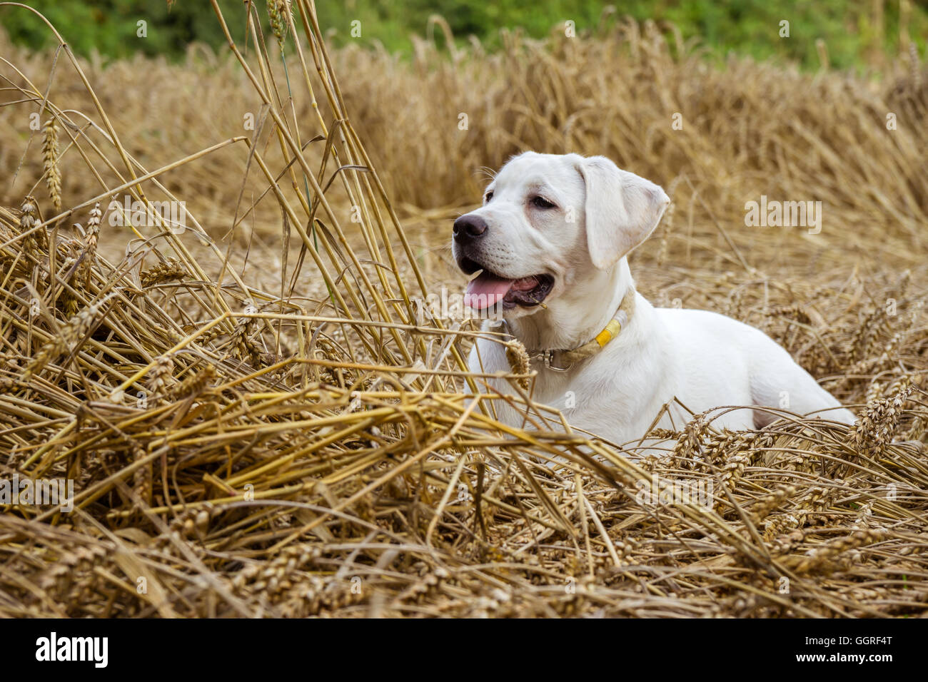 Labrador lying in the sun hi-res stock photography and images - Alamy