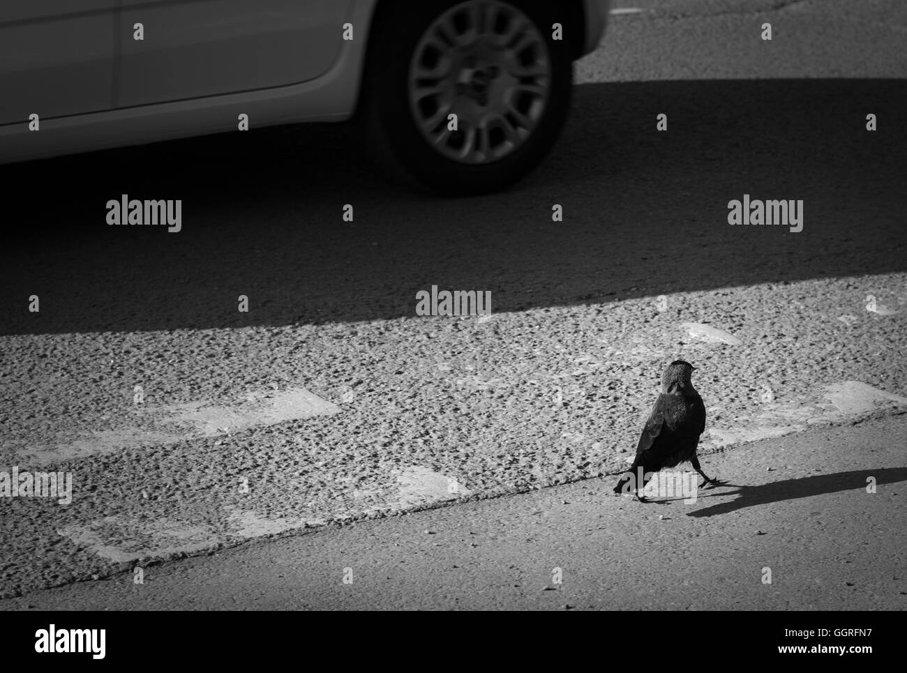 Crow on a car hi-res stock photography and images - Alamy