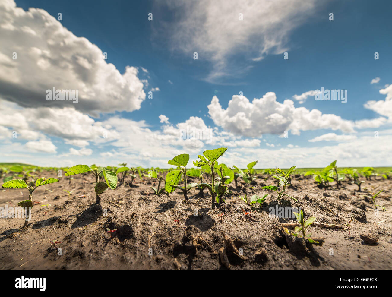 Soy plant leaves hi-res stock photography and images - Alamy