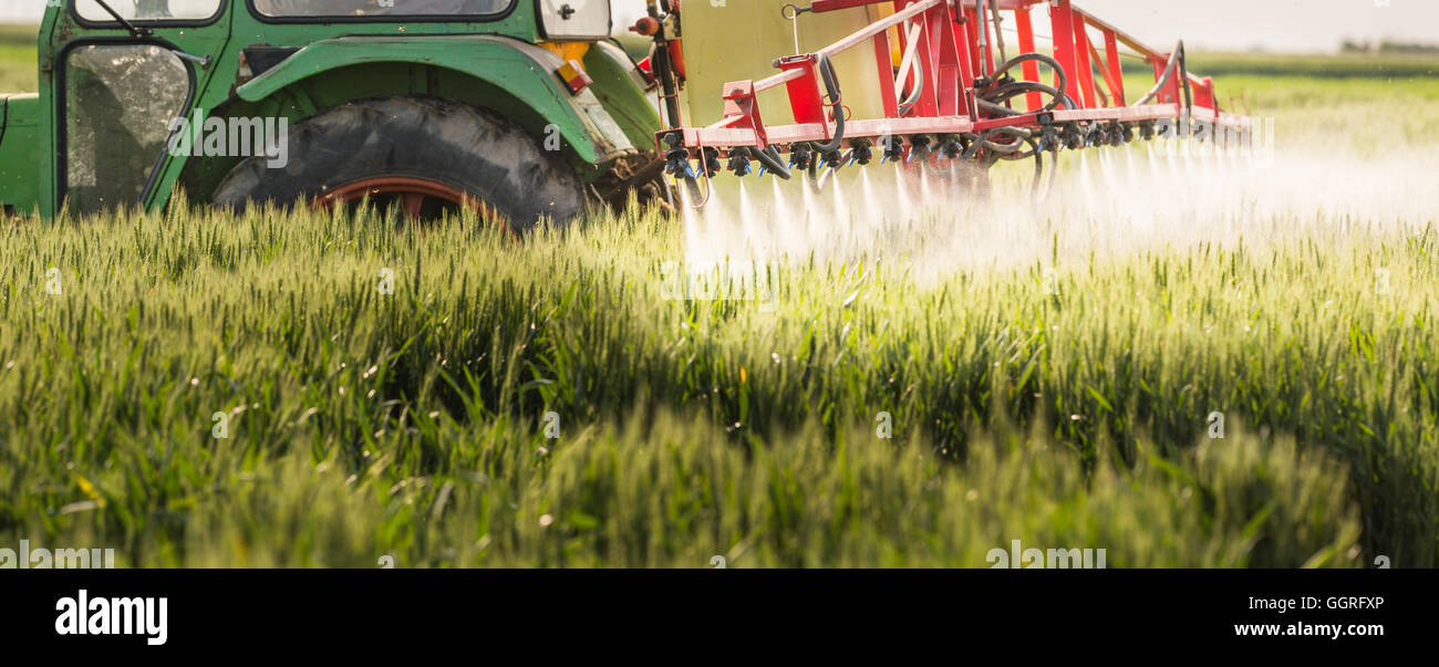 Tractor spraying wheat field with sprayer Stock Photo - Alamy