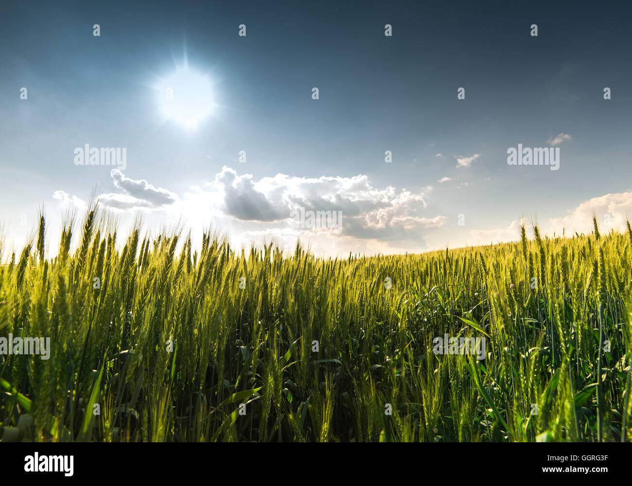 Field at spring hi-res stock photography and images - Alamy