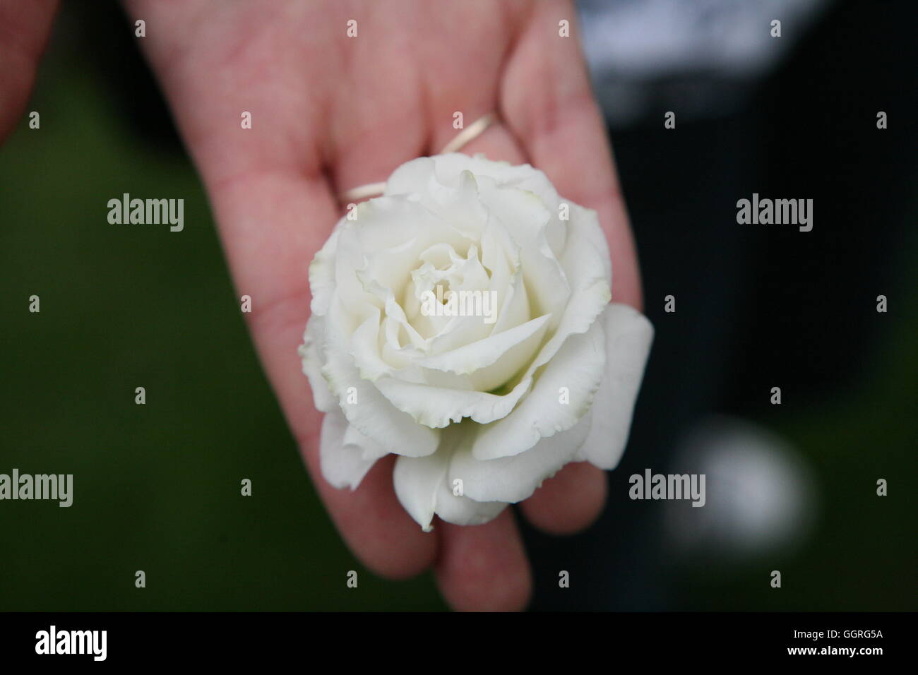 White Rose in a hand Stock Photo - Alamy