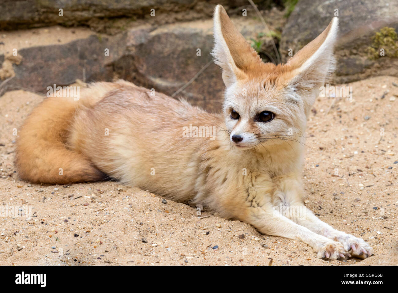 Fennec fox Stock Photo - Alamy