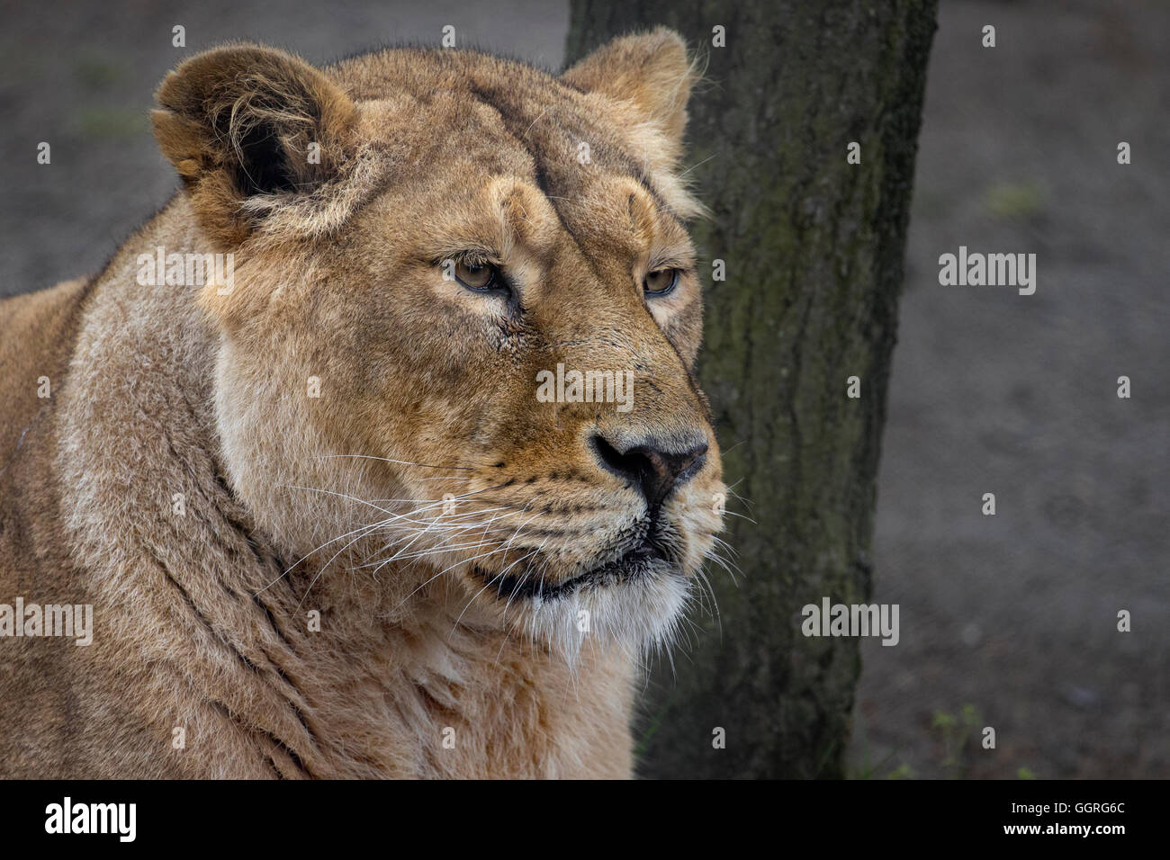 African lioness hi-res stock photography and images - Alamy