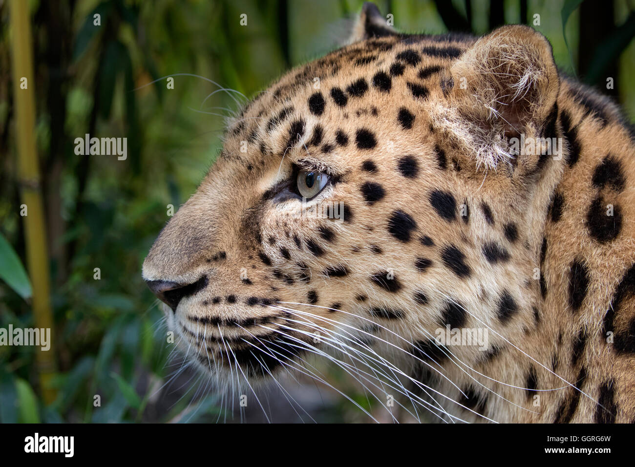 Amur leopard portrait hi-res stock photography and images - Alamy