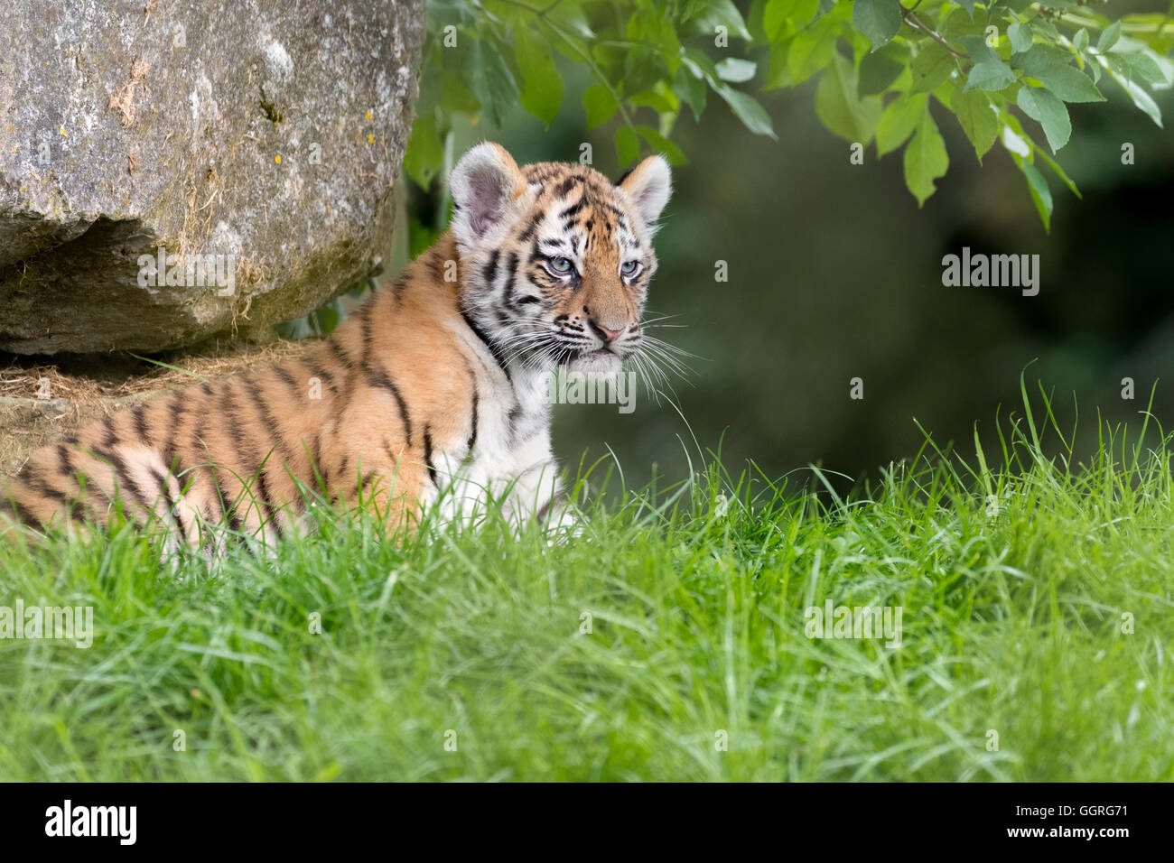 Tiger cub hi-res stock photography and images - Alamy