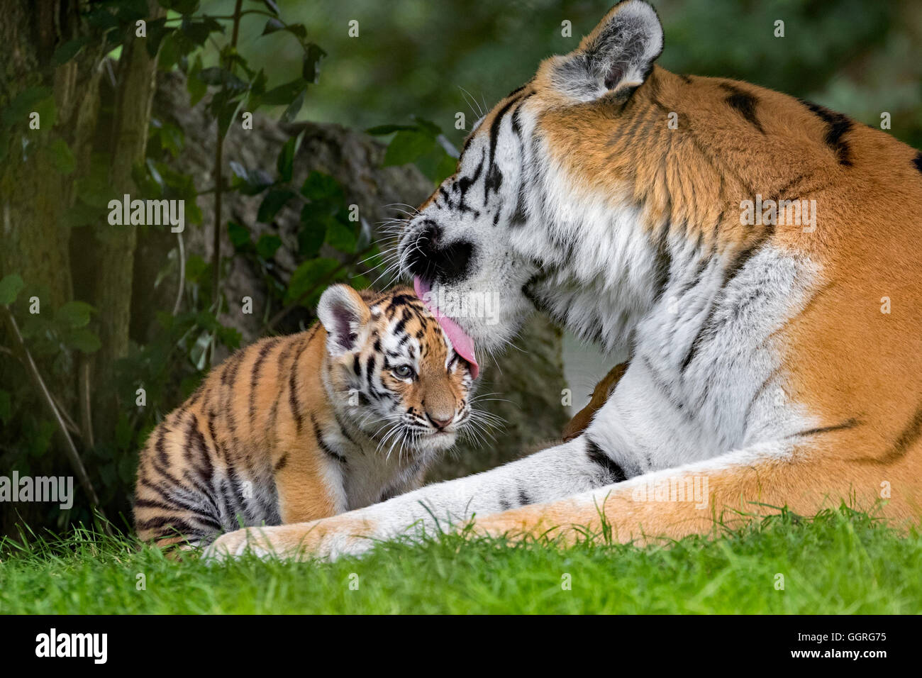 Tiger licks cub hi-res stock photography and images - Alamy
