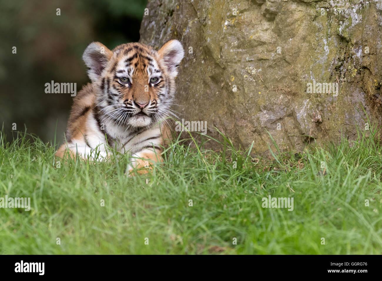 Amur tiger cub, 11 weeks old Stock Photo - Alamy