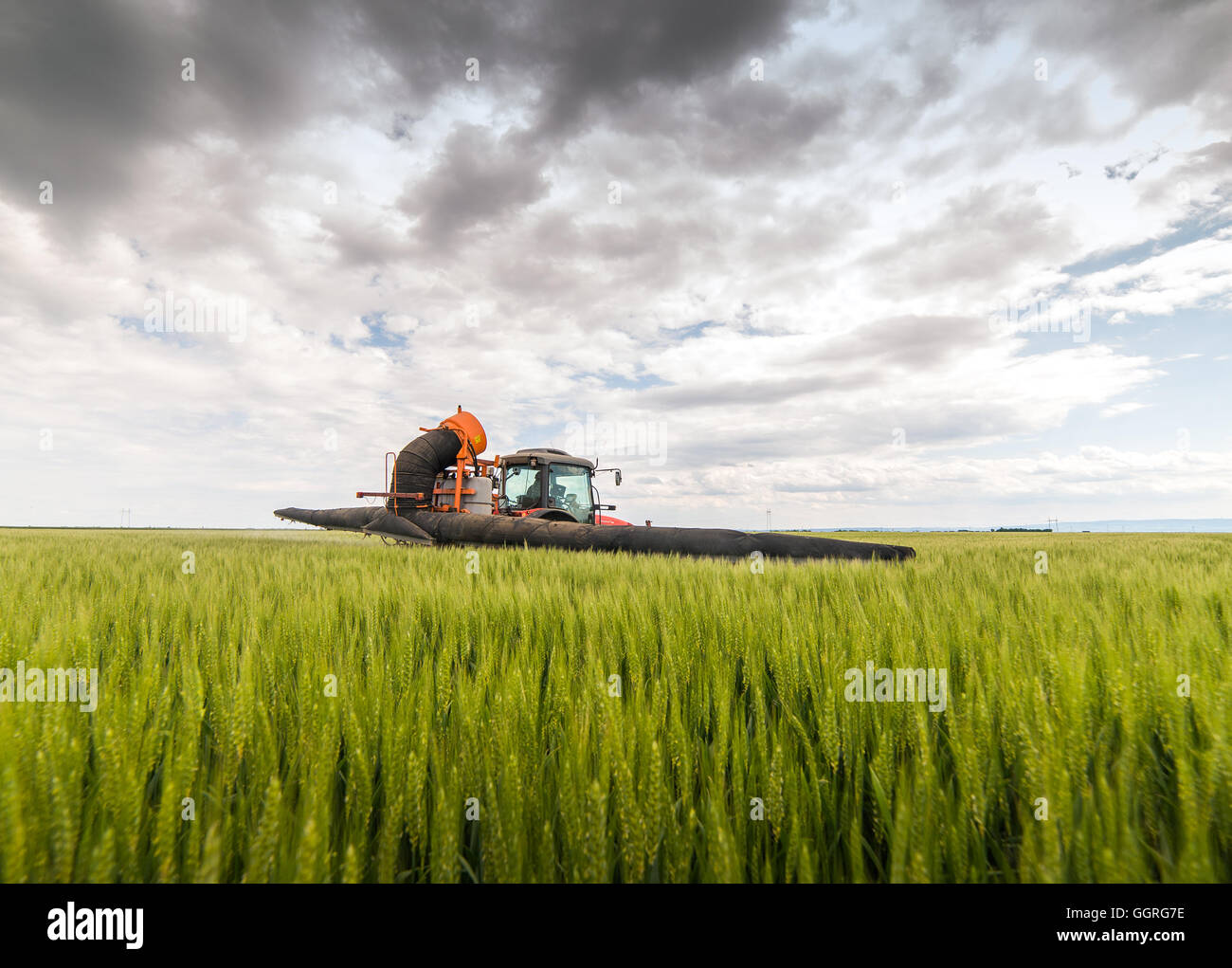 Tractor spraying wheat field with sprayer Stock Photo - Alamy