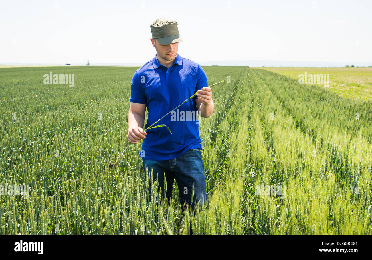 Farmer in wheat field hi-res stock photography and images - Alamy