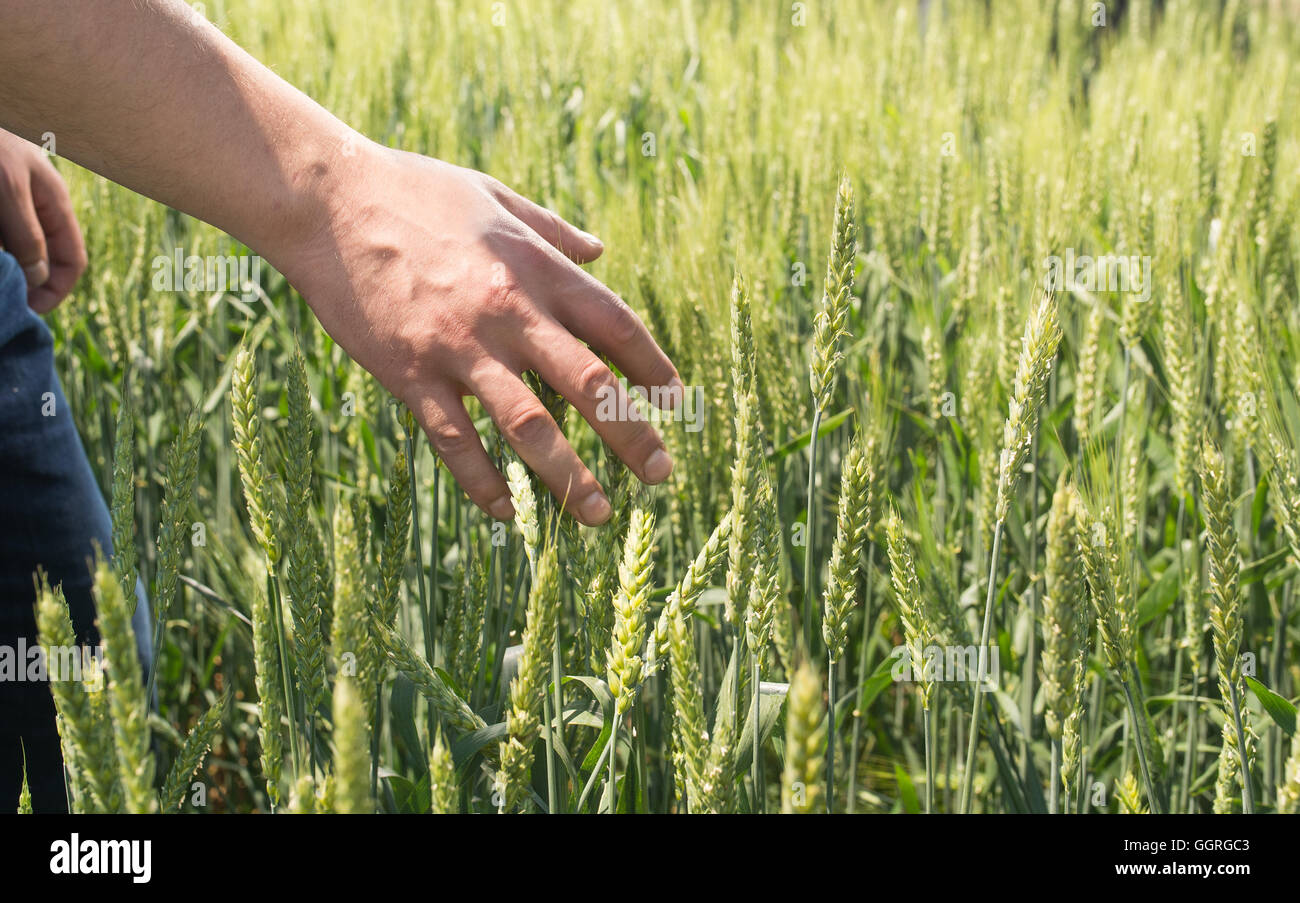 Hand of a farmer hi-res stock photography and images - Alamy