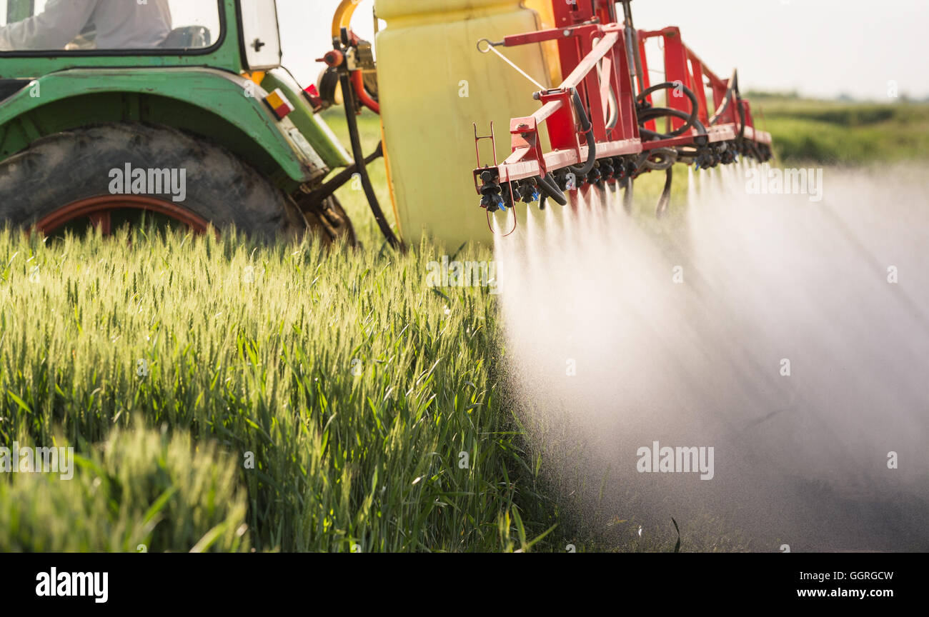 Tractor spraying wheat field with sprayer Stock Photo - Alamy