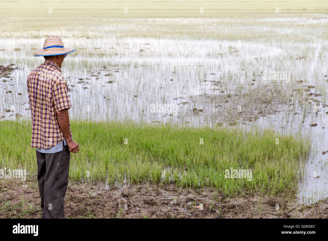 Elderly Thai rice farmer in rice field Stock Photo - Alamy
