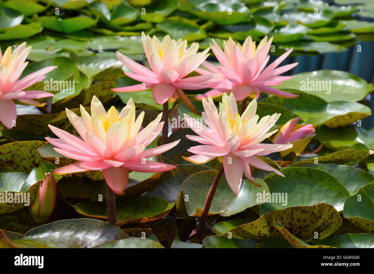Water Lily on the Pond Stock Photo - Alamy