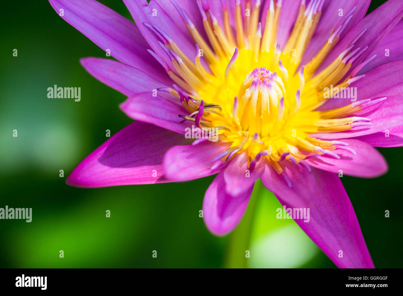 Pink white lotus flower hi-res stock photography and images - Alamy