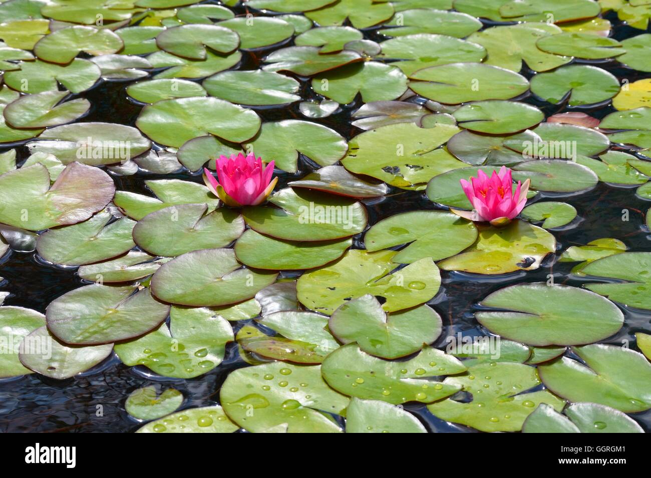 Water Lily on the Pond Stock Photo - Alamy
