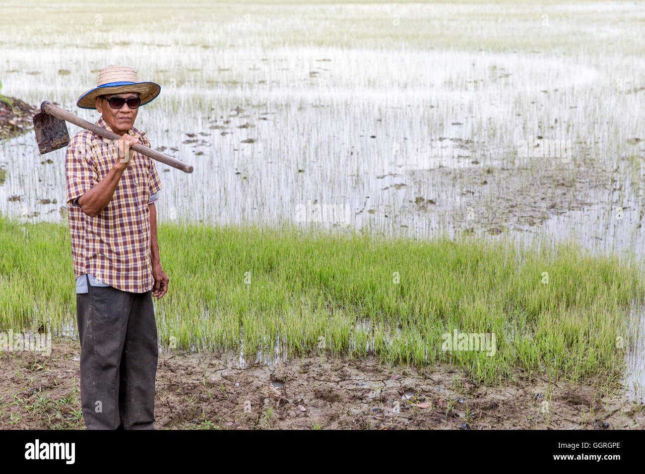 Elderly Thai rice farmer in rice field Stock Photo - Alamy