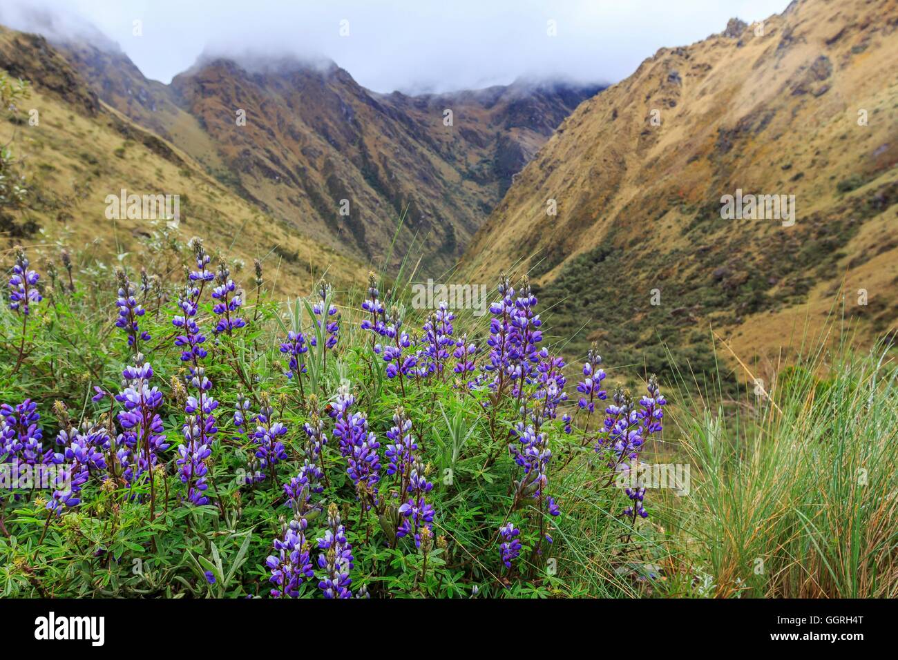 Inca Trail to Machu Picchu (also known as Camino Inca). Located in the ...