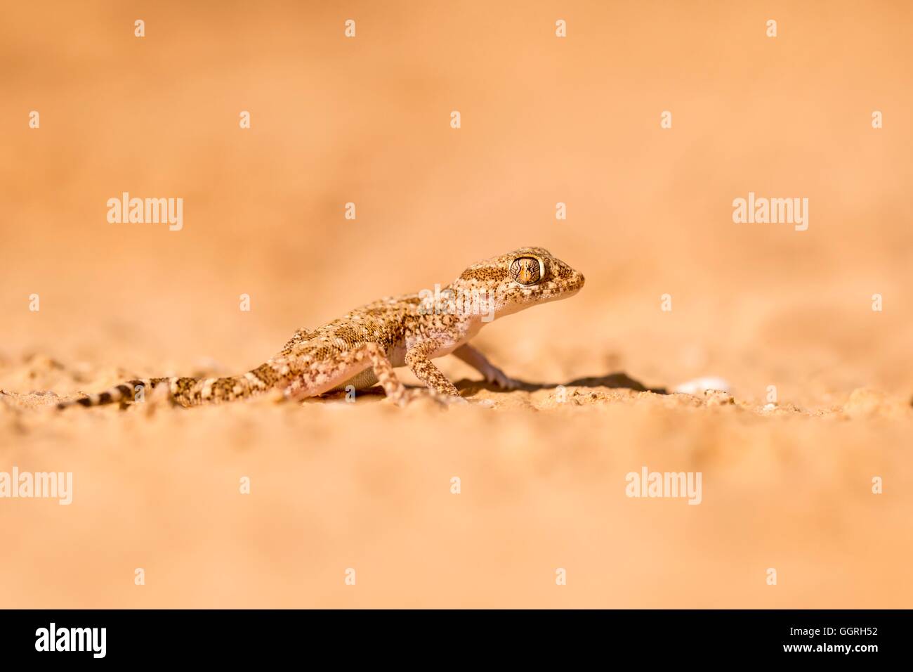 Stenodactylus hi-res stock photography and images - Alamy