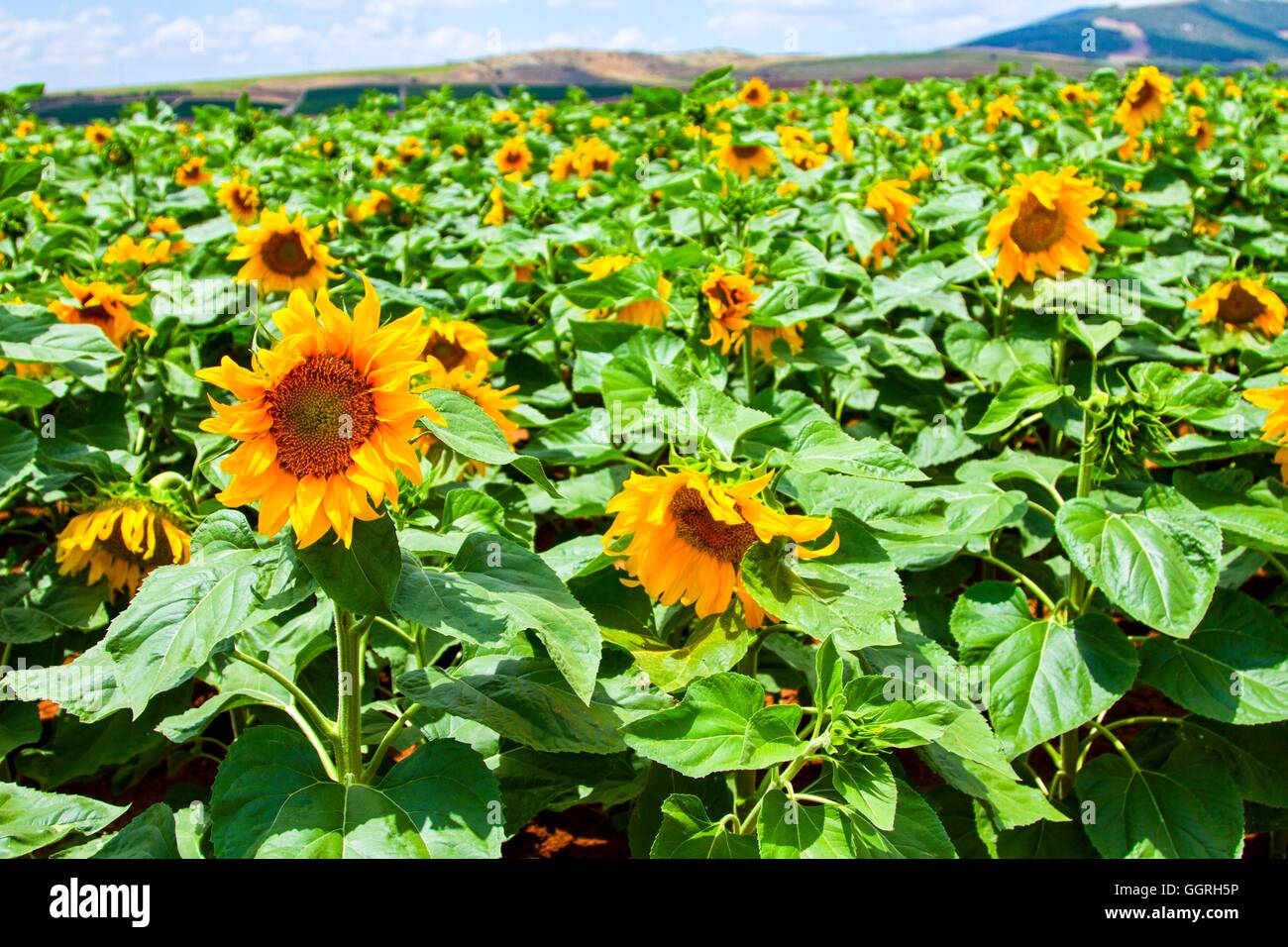 Blooming sunflowers in a field Photographed in Israel in May Stock ...
