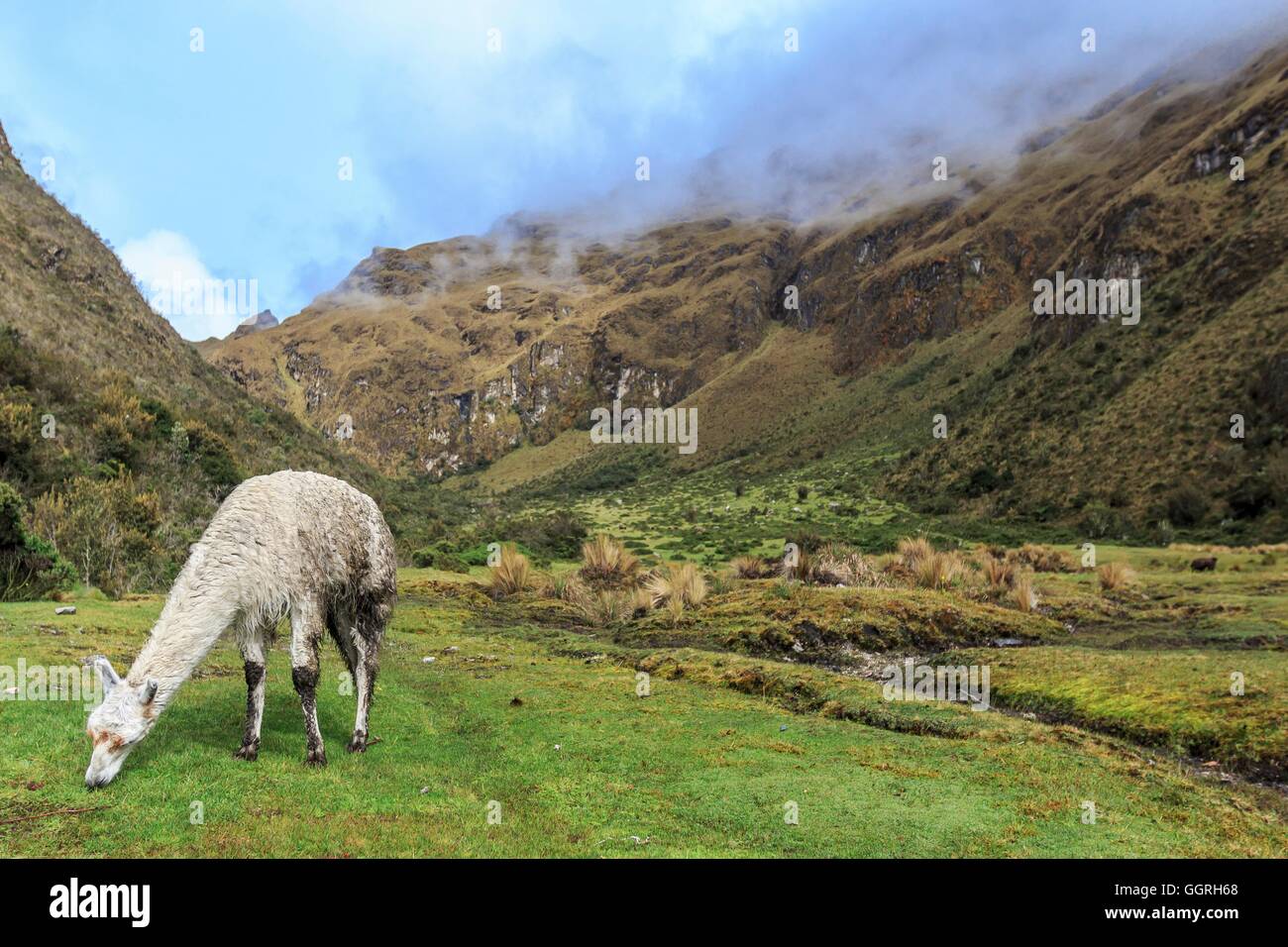 Inca trail ruins trek peru andes hi-res stock photography and images ...