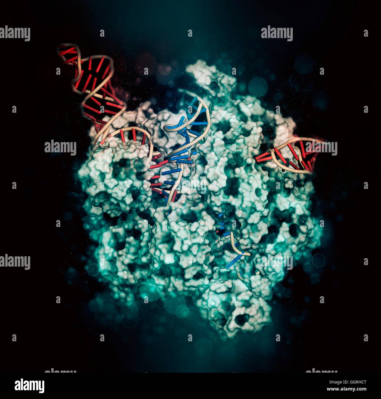 CRISPR-CAS9 gene editing complex from Streptococcus pyogenes. The Cas9 ...