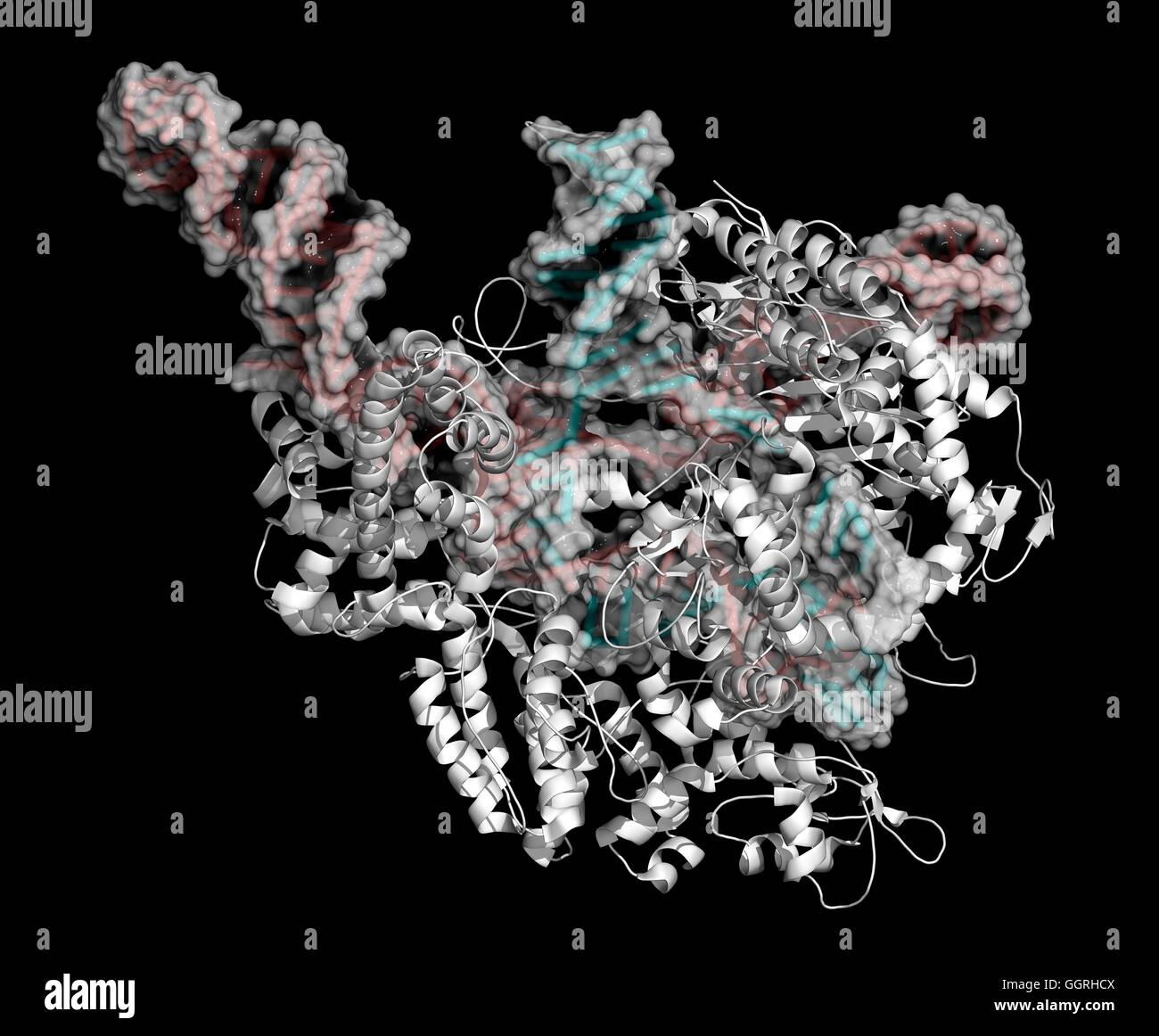 CRISPR-CAS9 gene editing complex from Streptococcus pyogenes. The Cas9 ...