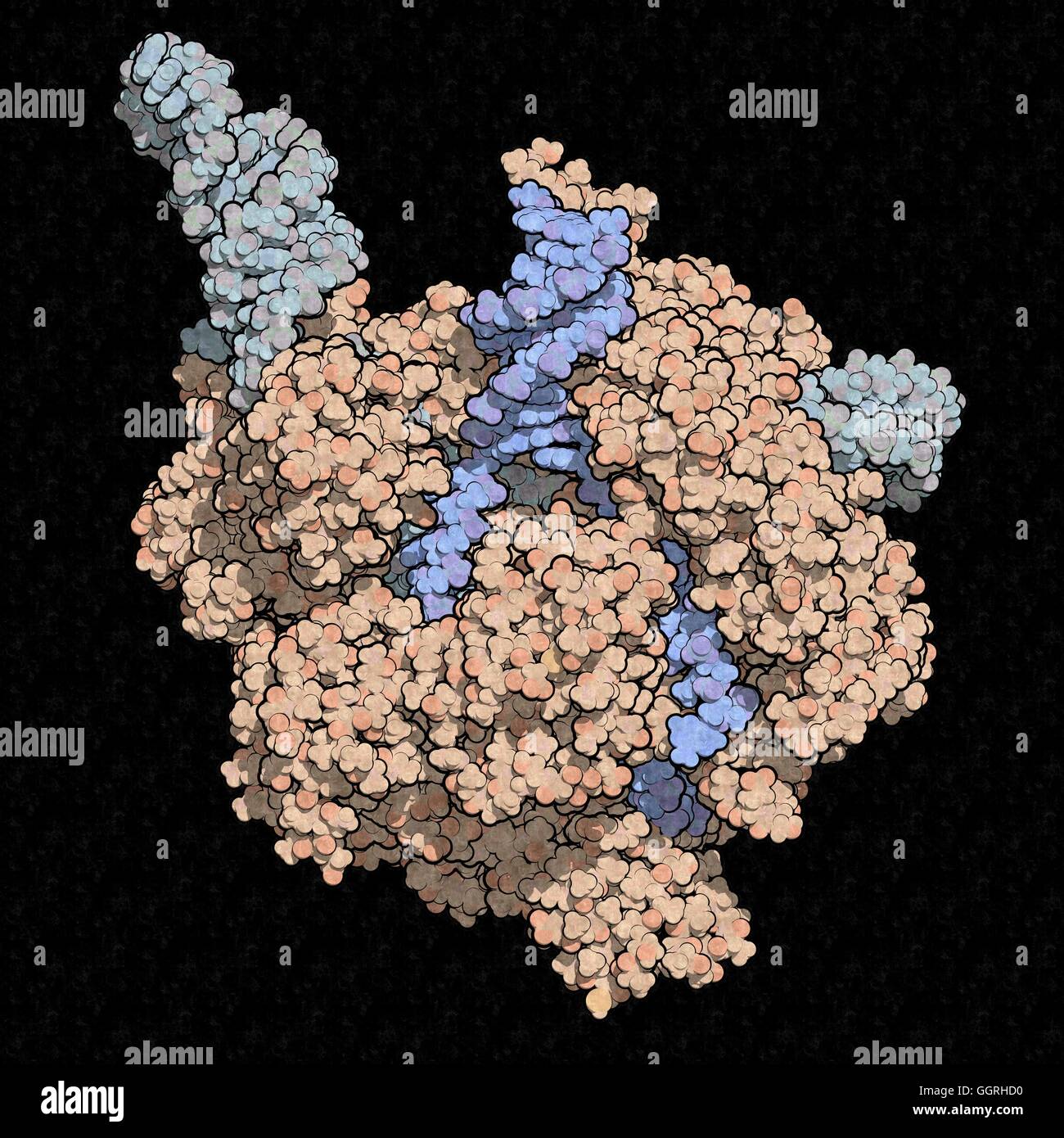 CRISPR-CAS9 gene editing complex from Streptococcus pyogenes. The Cas9 ...