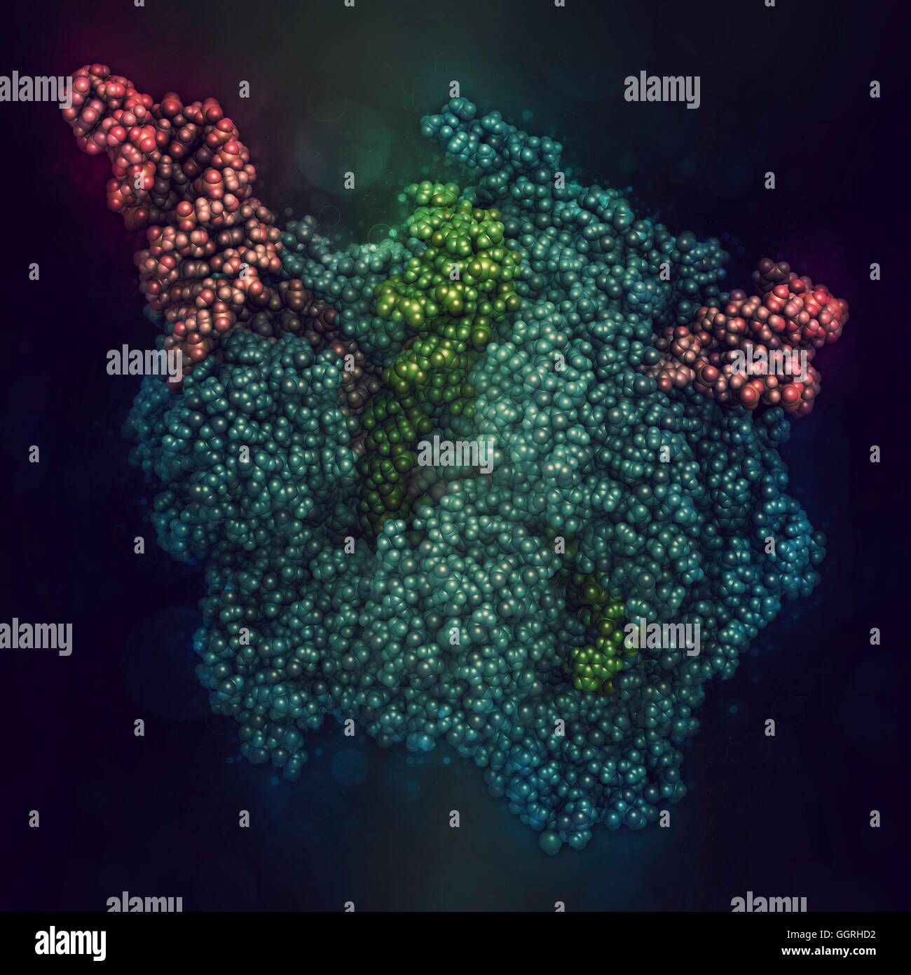CRISPR-CAS9 gene editing complex from Streptococcus pyogenes. The Cas9 ...