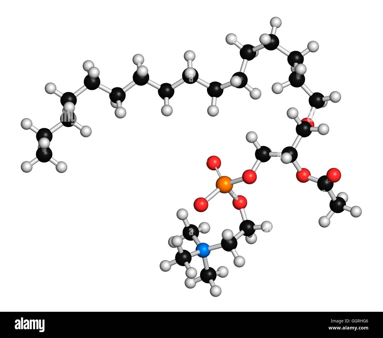 Phospholipid activator hi-res stock photography and images - Alamy