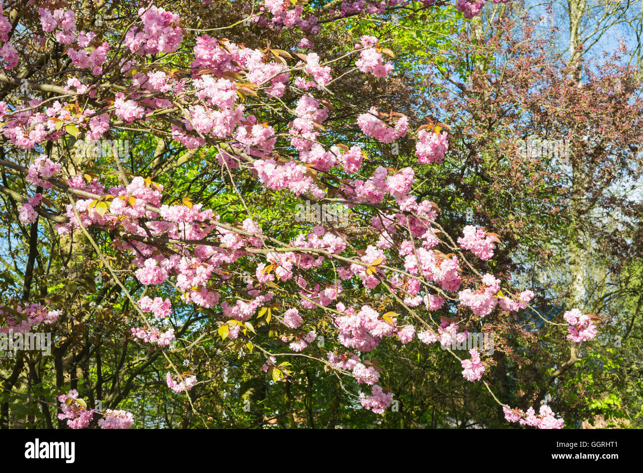 Japanese flowering cherry tree hi-res stock photography and images - Alamy