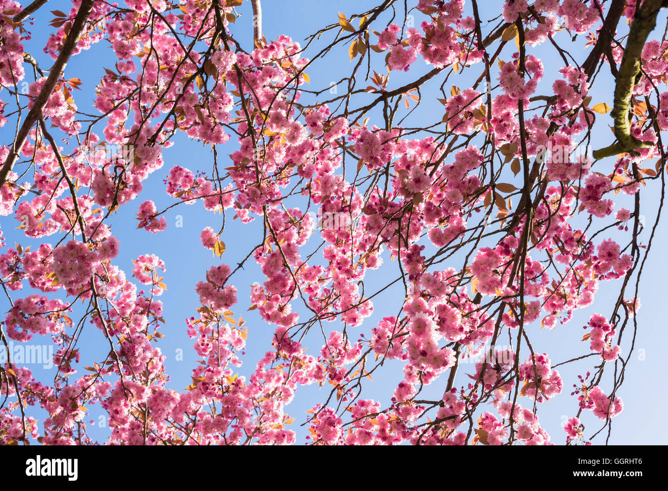 Japanese flowering cherry tree hi-res stock photography and images - Alamy