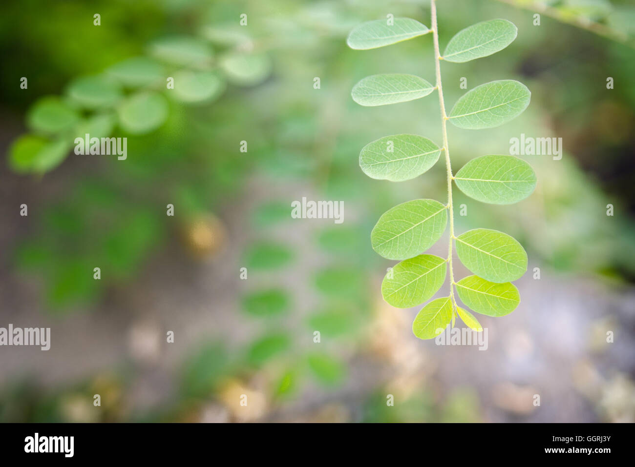 Moringa (Other names are Moringa oleifera Lam., MORINGACEAE, Futaba kom ...