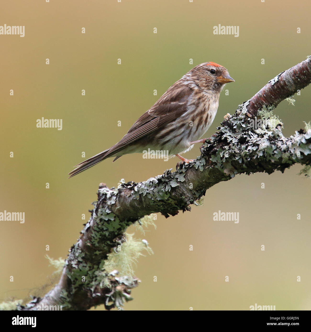 Female lesser redpoll hi-res stock photography and images - Alamy