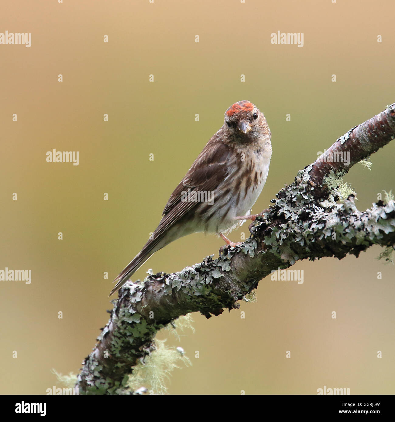 Female lesser redpoll hi-res stock photography and images - Alamy