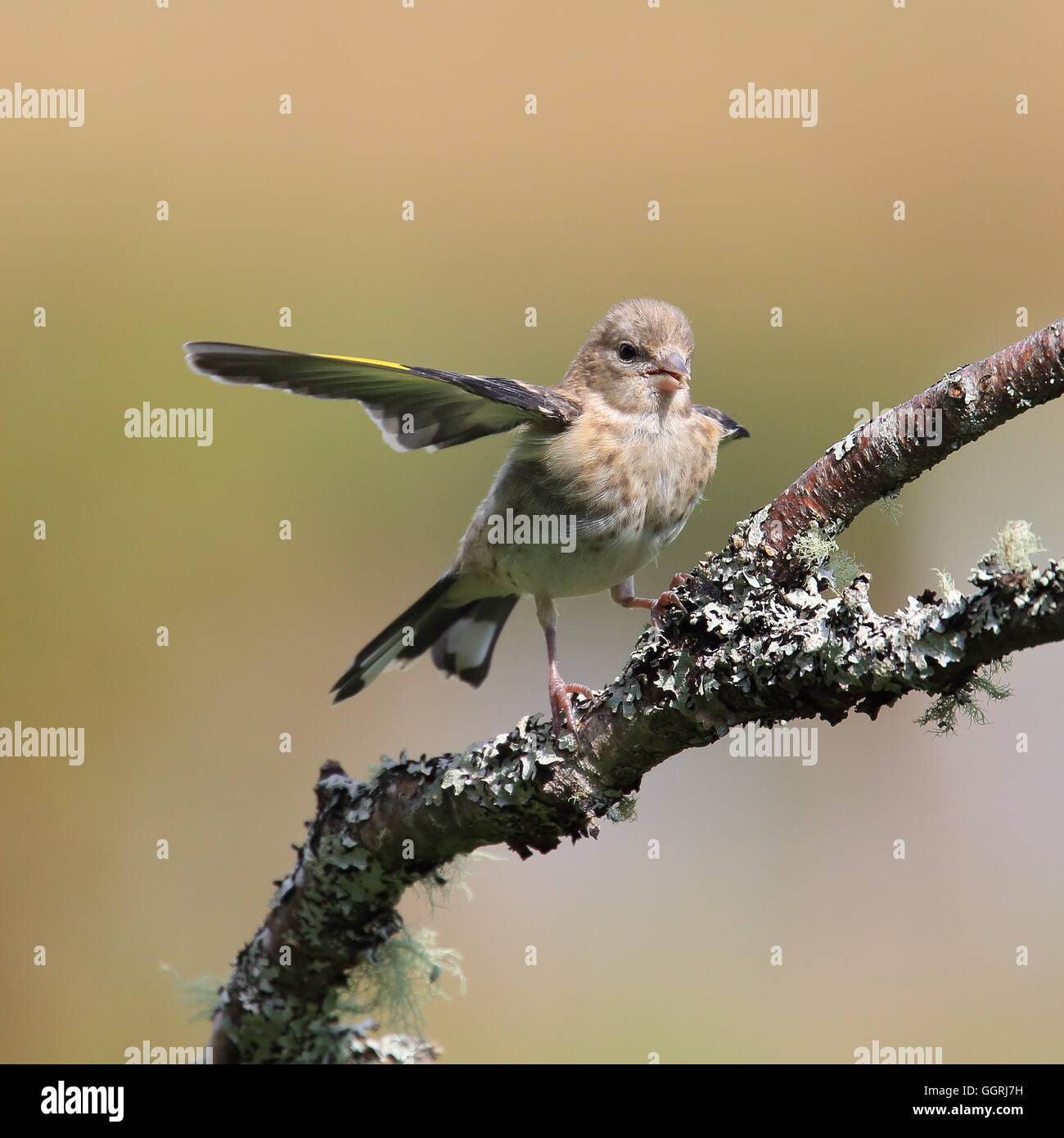 Juvenile European Goldfinch, also known simply as Goldfinch, flapping ...