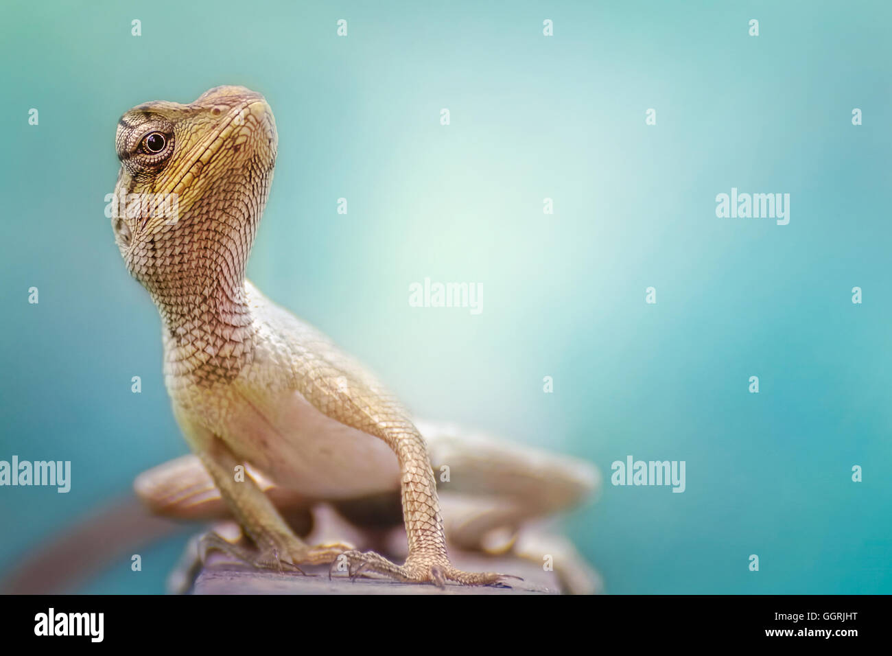 the Man In Blue Stock Photo - Alamy