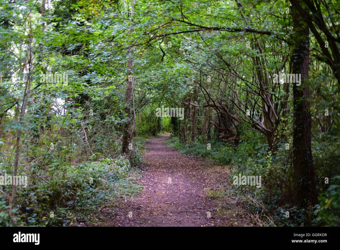 Footpath through a forest in summer Stock Photo - Alamy