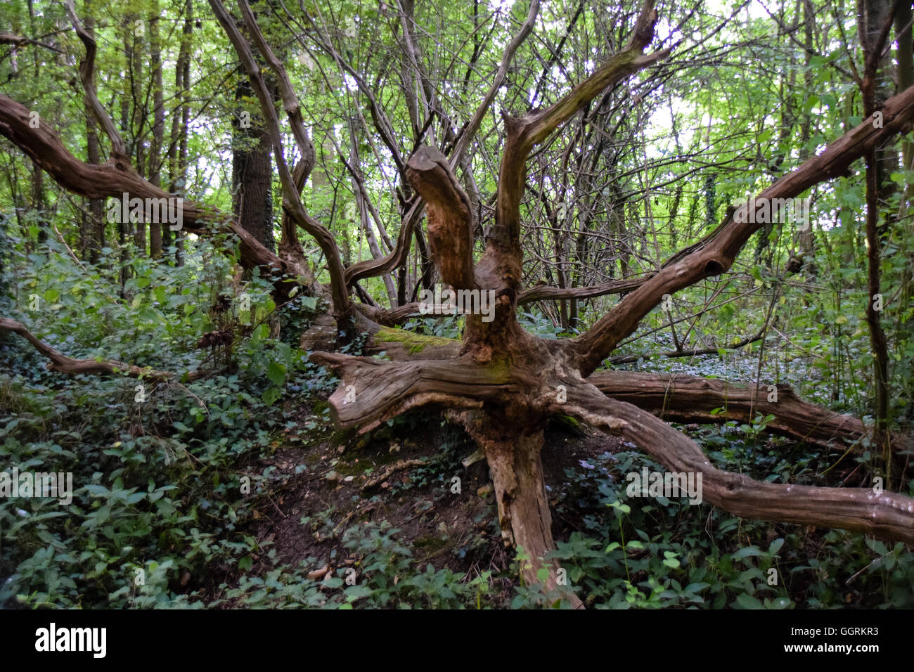 Walking over trunk fallen tree hi-res stock photography and images - Alamy