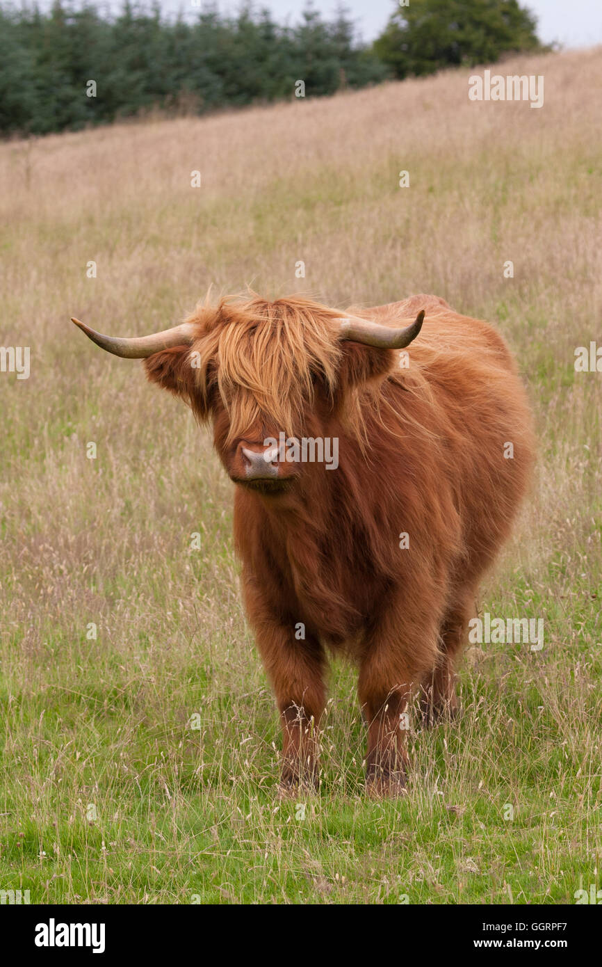 Cute red highland cow hi-res stock photography and images - Alamy