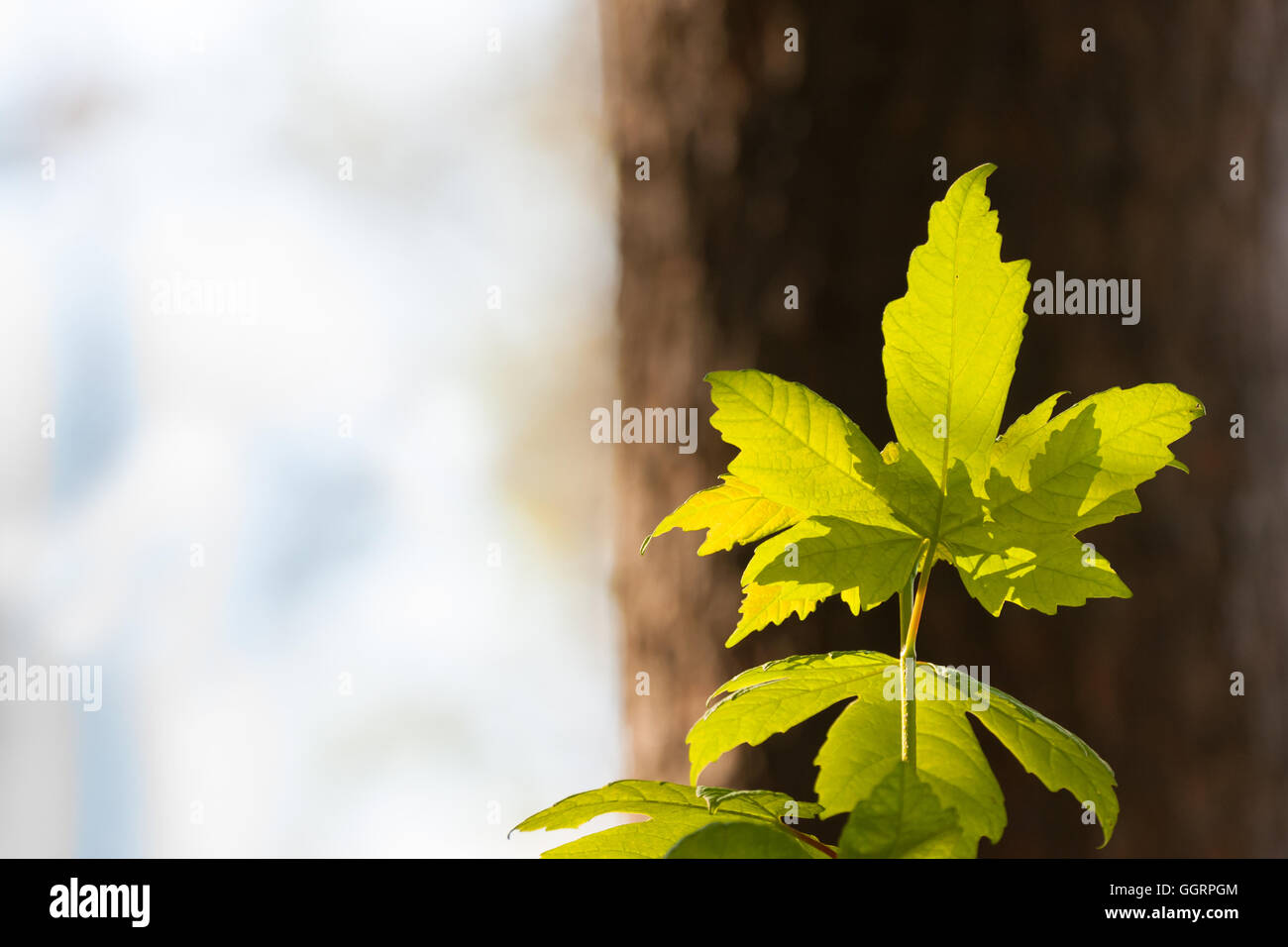 Sunlit leaves and stem hi-res stock photography and images - Alamy