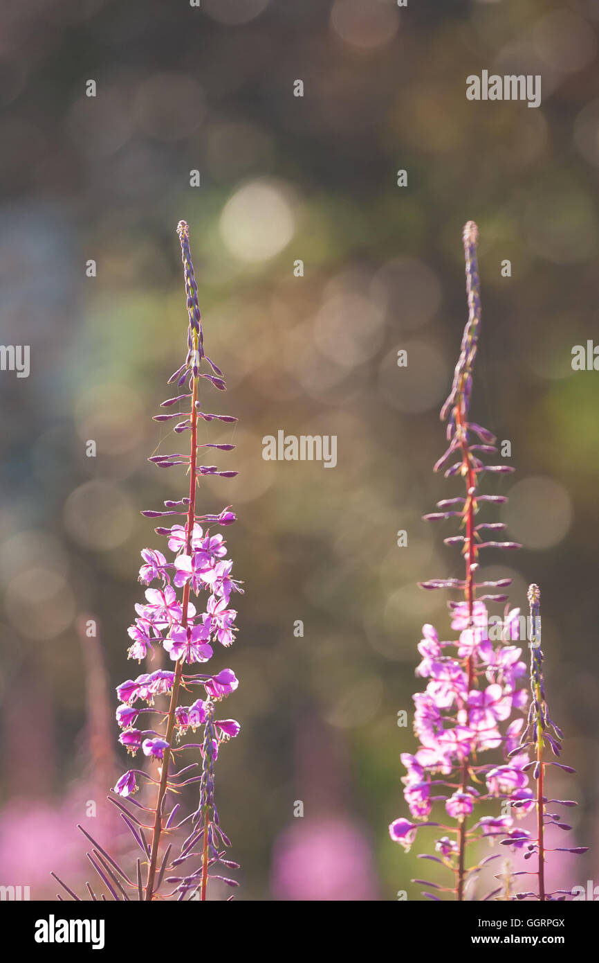 Tall pink fireweed flowers hi-res stock photography and images - Alamy