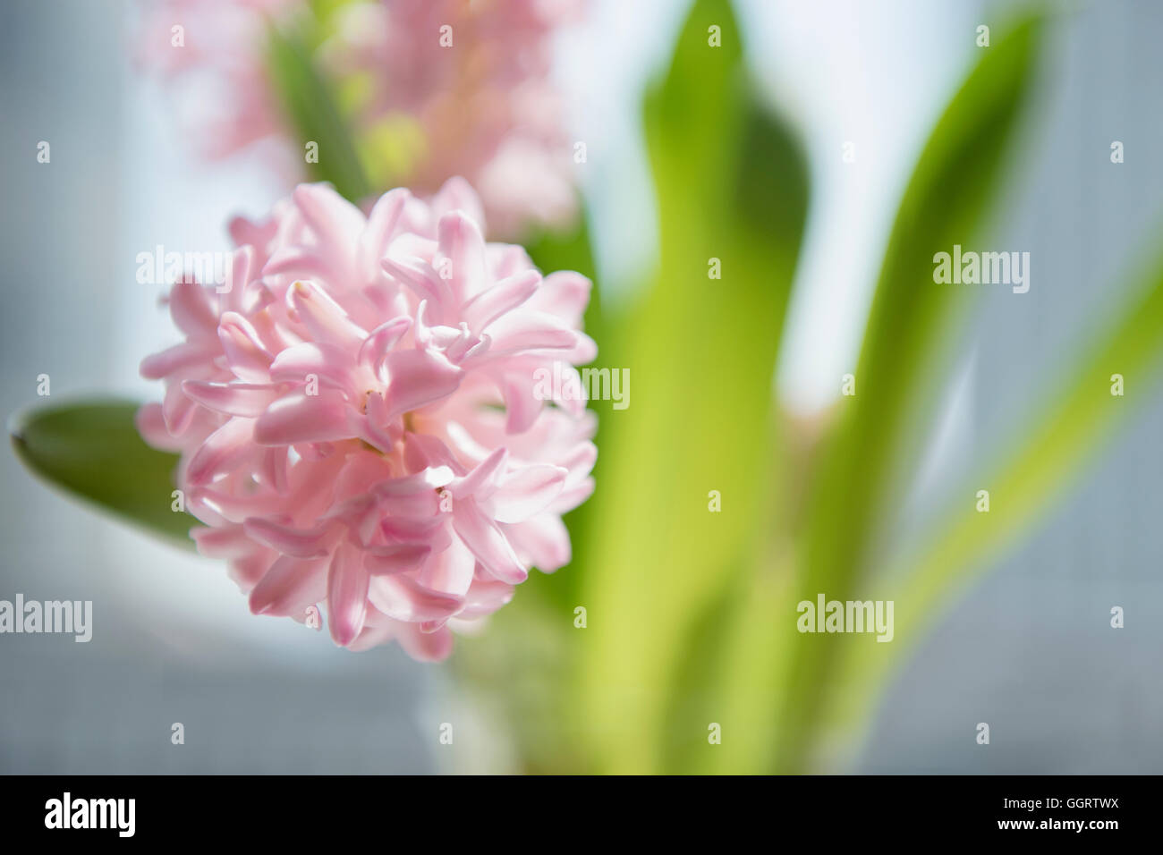 Close up flower in vase hi-res stock photography and images - Alamy