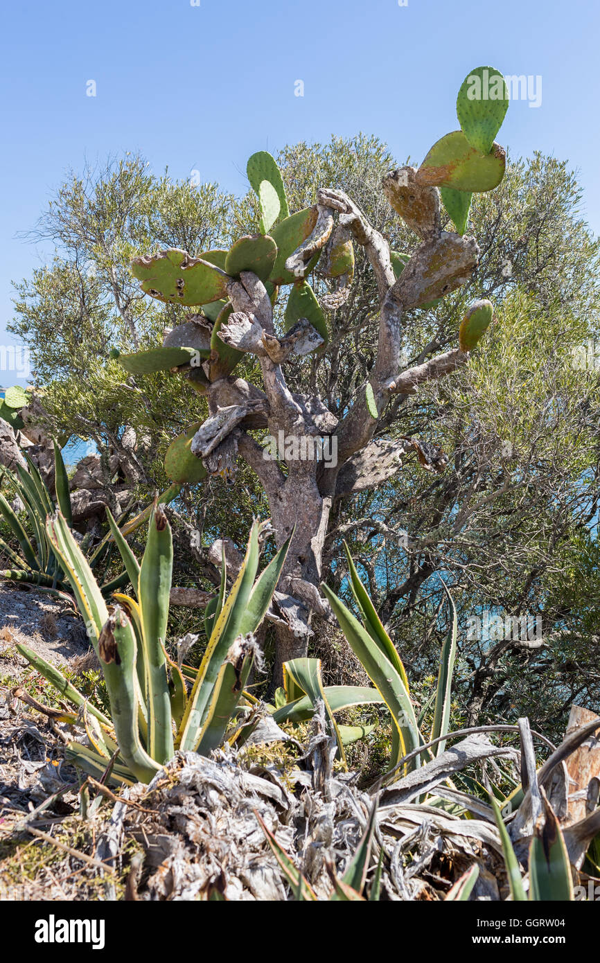 Cactus under blue sky Stock Photo - Alamy
